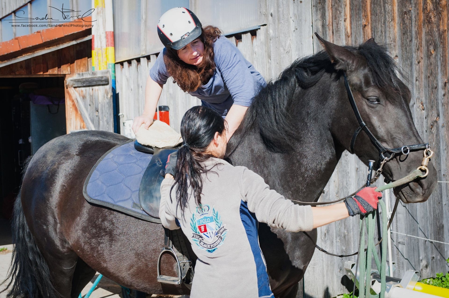 bodenarbeit pferd Archive - Sandra Fencl