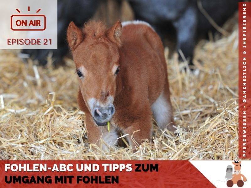 Fohlen-ABC & meine Tipps zum Umgang mit Fohlen - Sandra Fencl